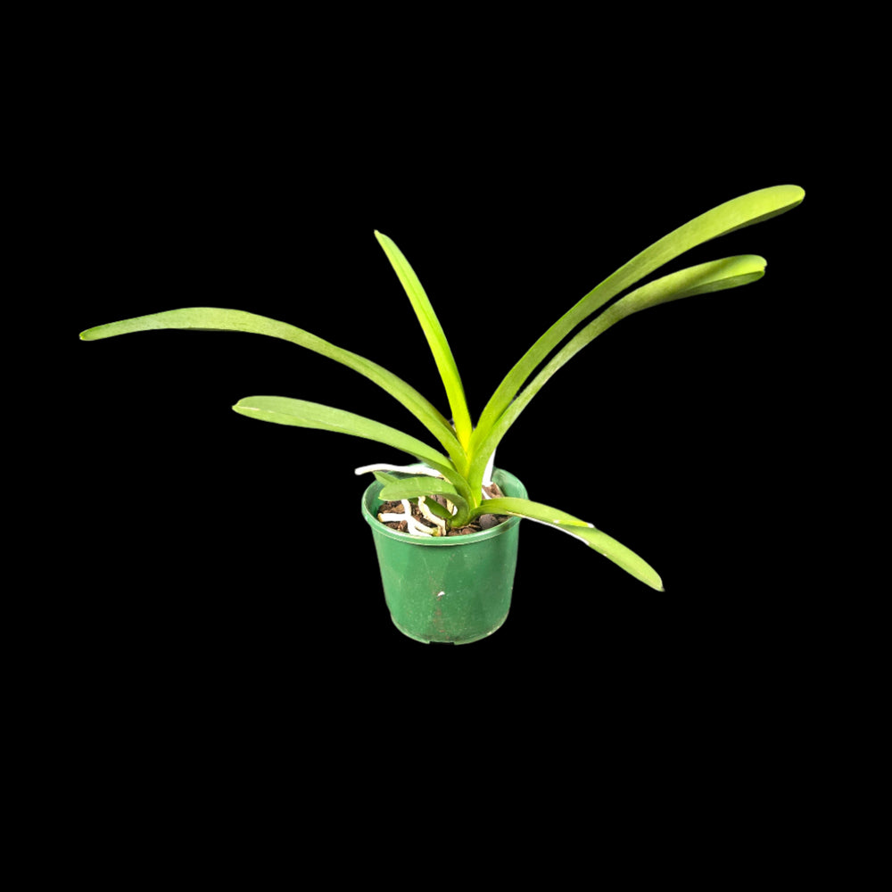 Vanda Two Tone Blue – Collectors Online