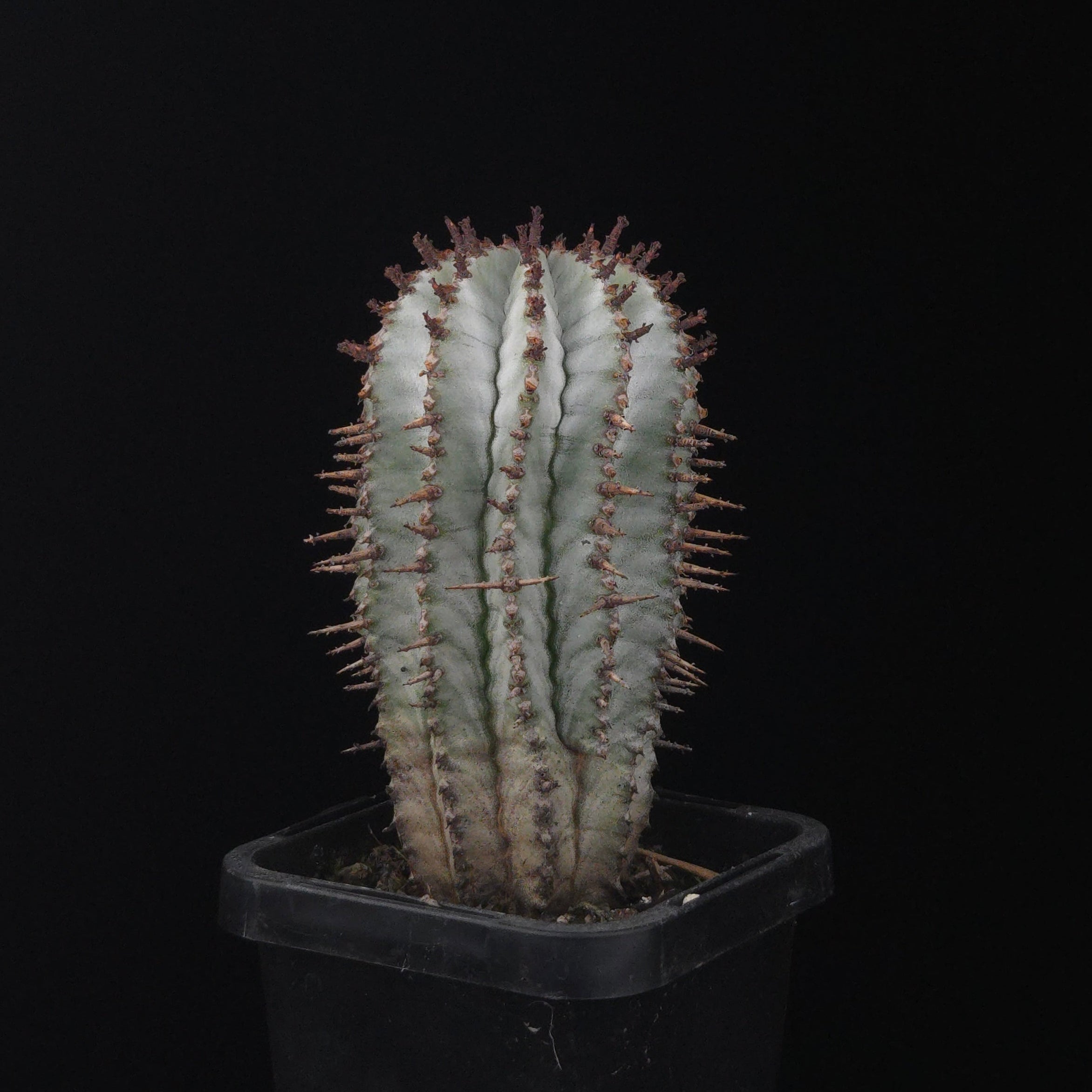Euphorbia polygona ‘Zig Zag’ | Columnar Euphorbia – Collectors Online