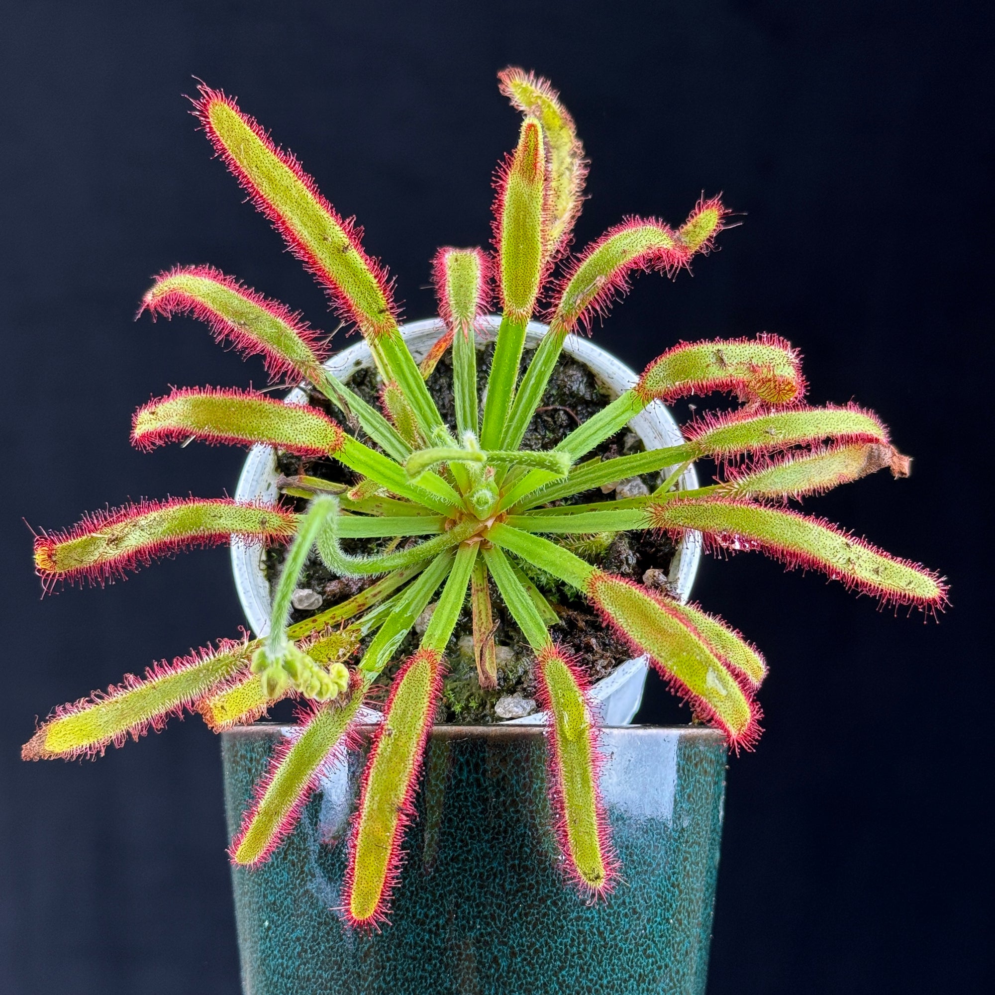 Drosera capensis (Broad Leaf) – Collectors Online