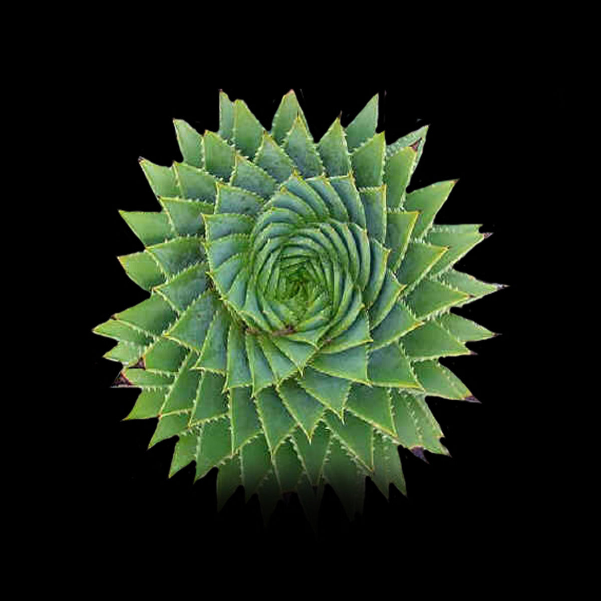 Aloe polyphylla 'Spiral Aloe' – Collectors Online