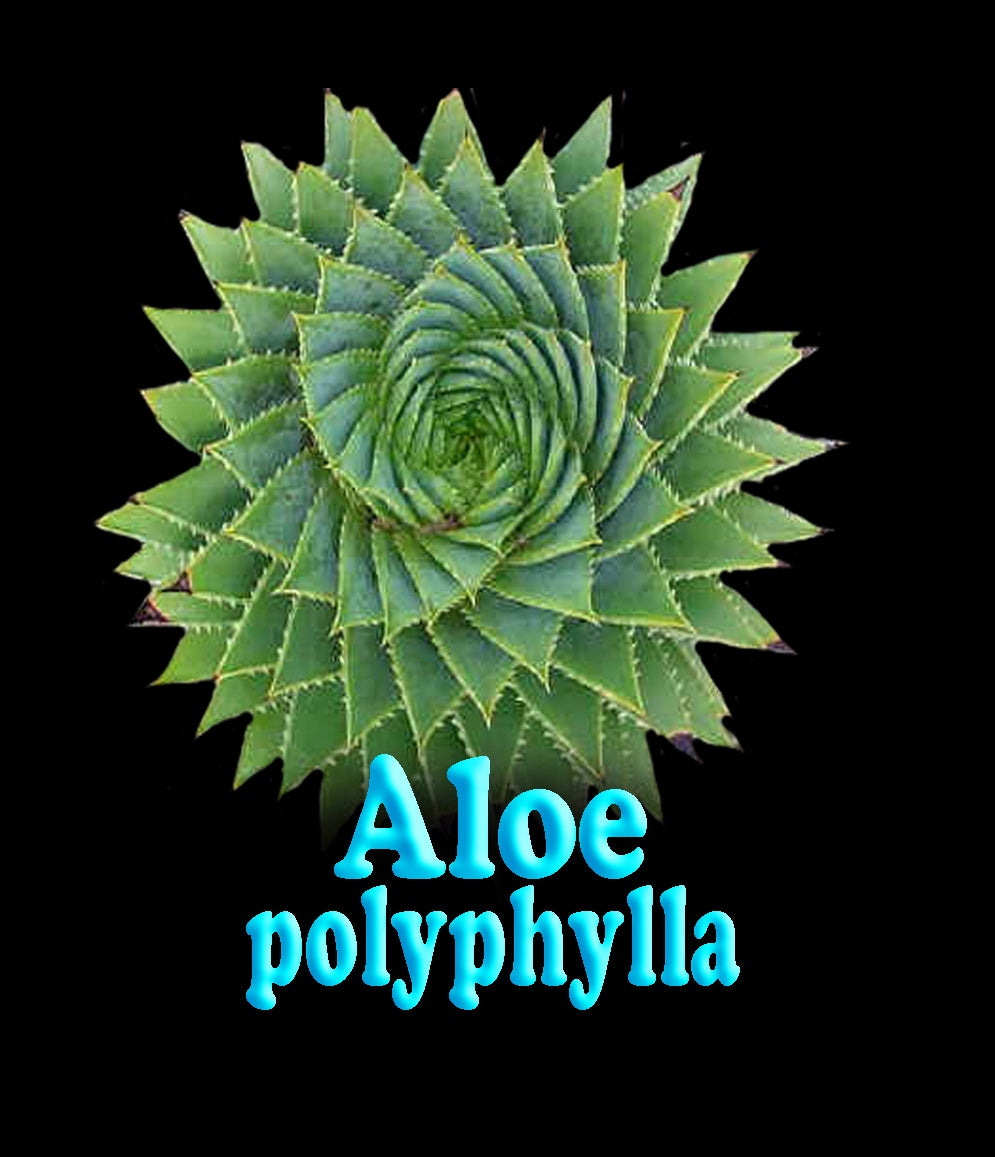 Aloe polyphylla 'Spiral Aloe' – Collectors Online