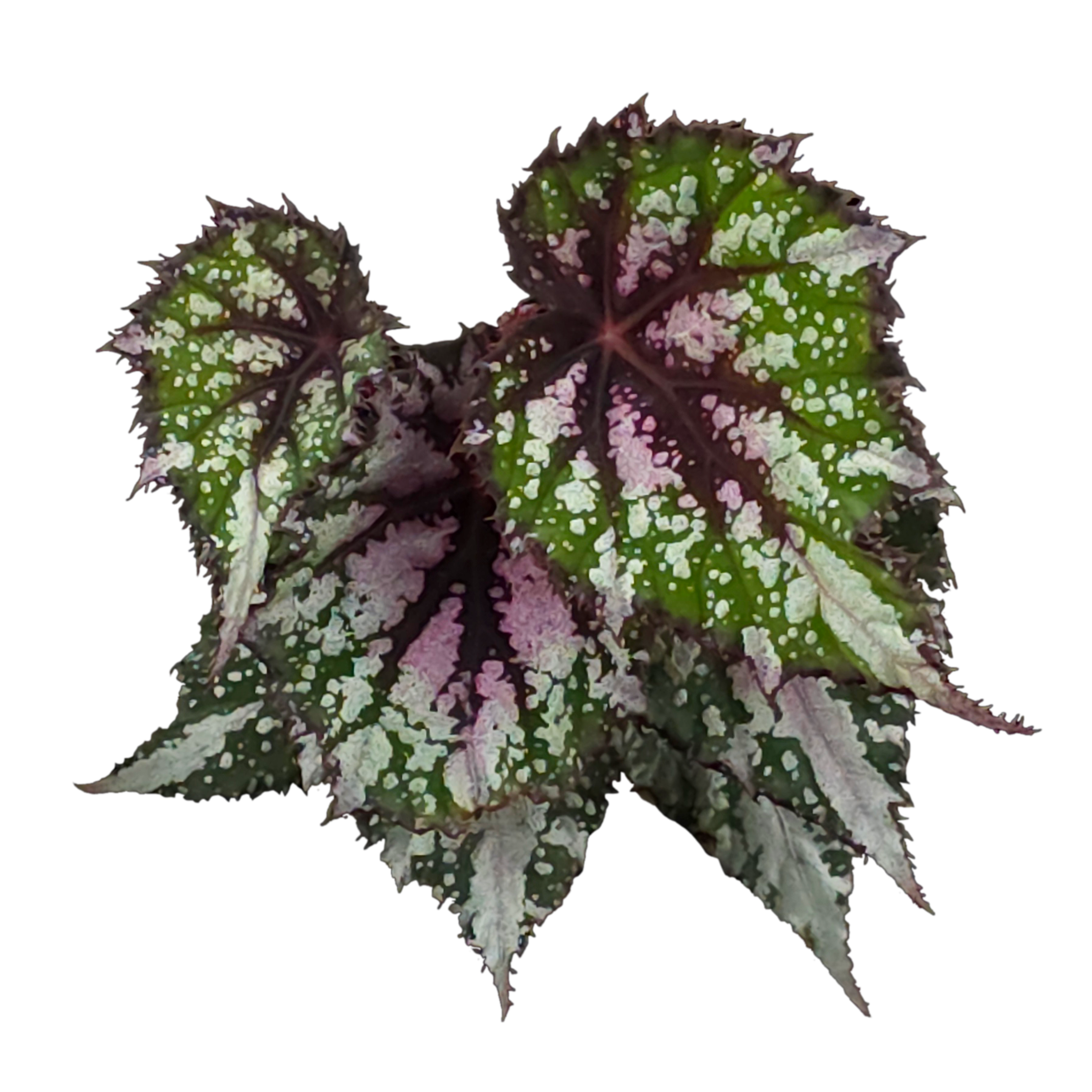Begonia 'African Jungle' – Collectors Online