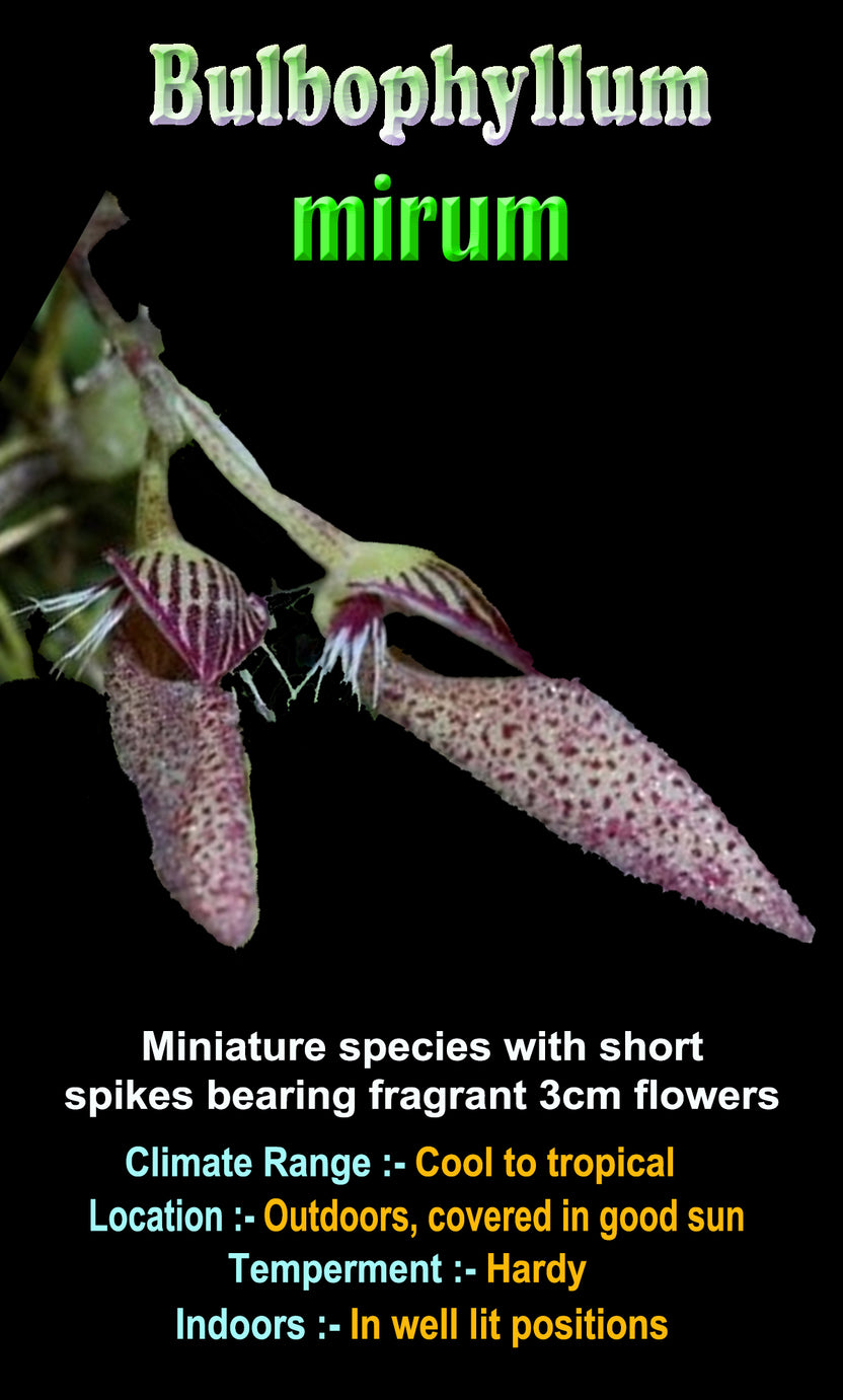 Bulbophyllum mirum – Collectors Online