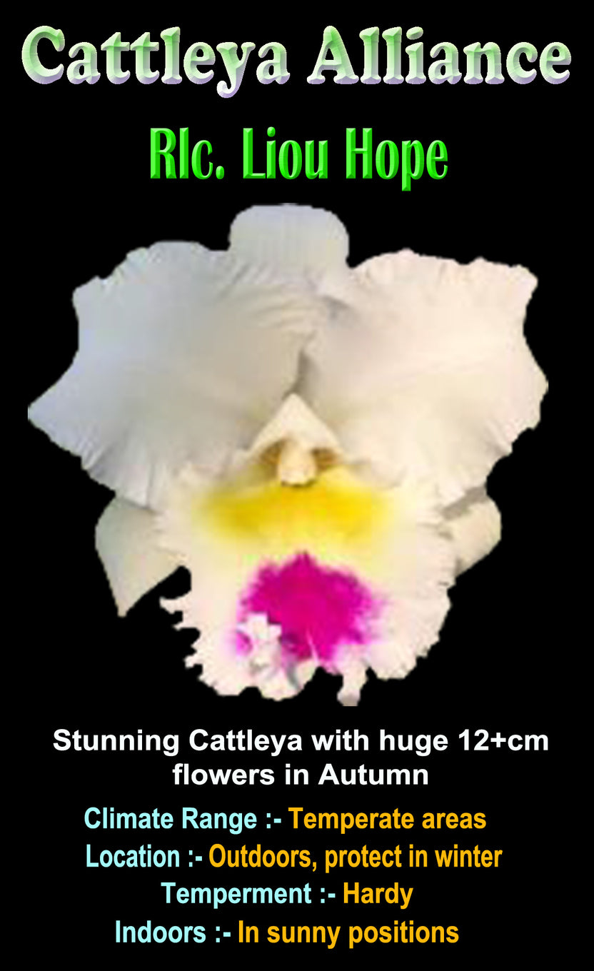 Cattleya Alliance Rlc. Liou Hope – Collectors Online