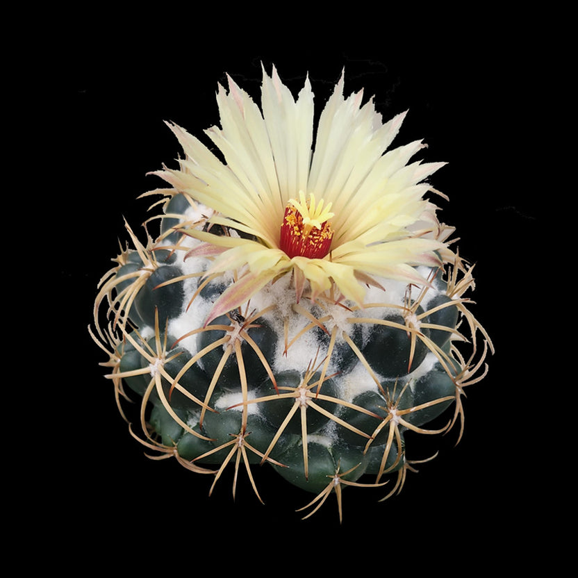 Coryphantha elephantidens – Elephant's Tooth Cactus – Collectors Online