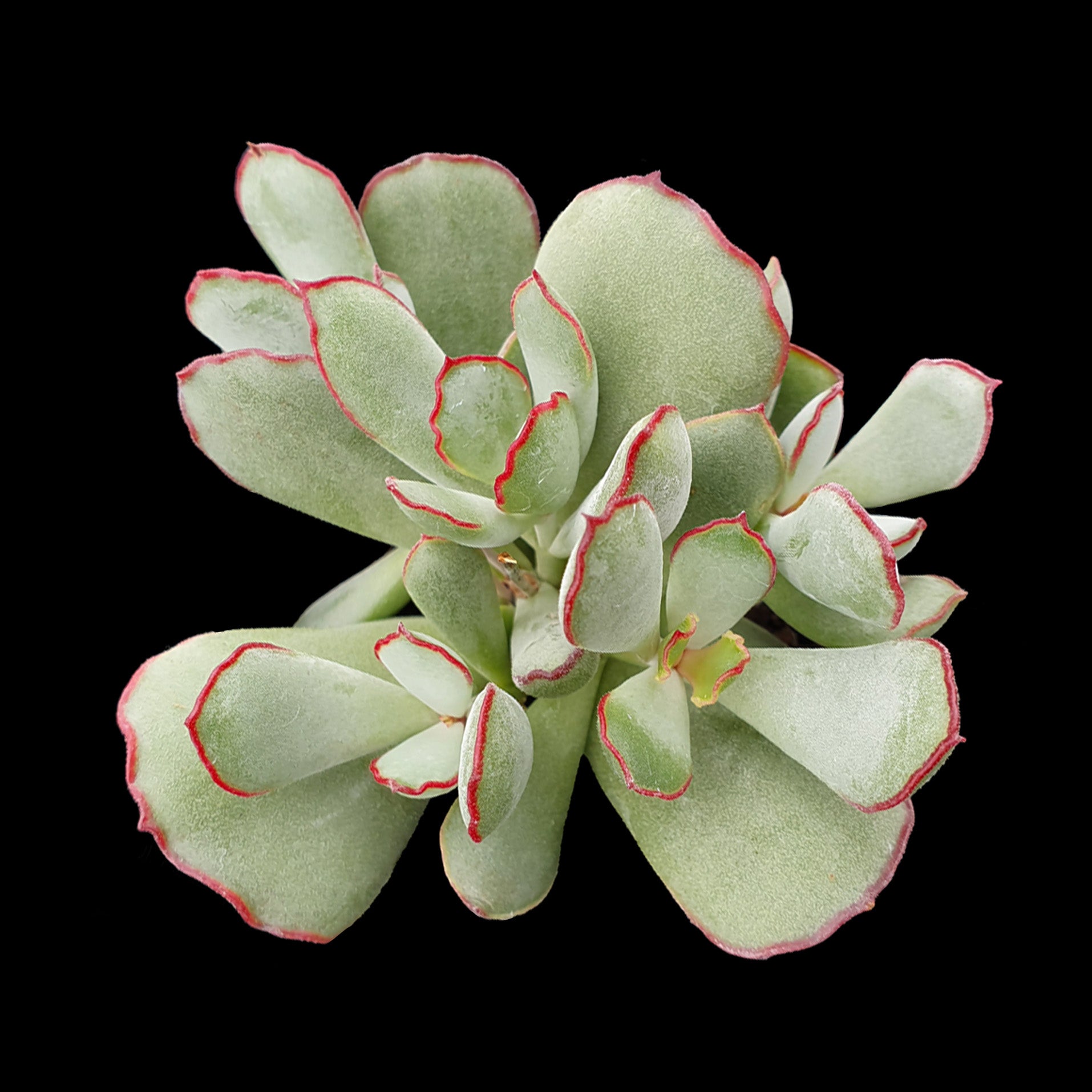 Cotyledon papillaris 'Choco Line' – Collectors Online