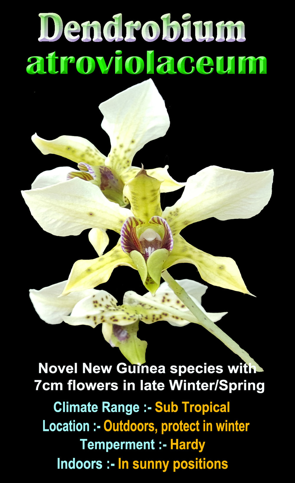 Dendrobium atroviolaceum – Collectors Online