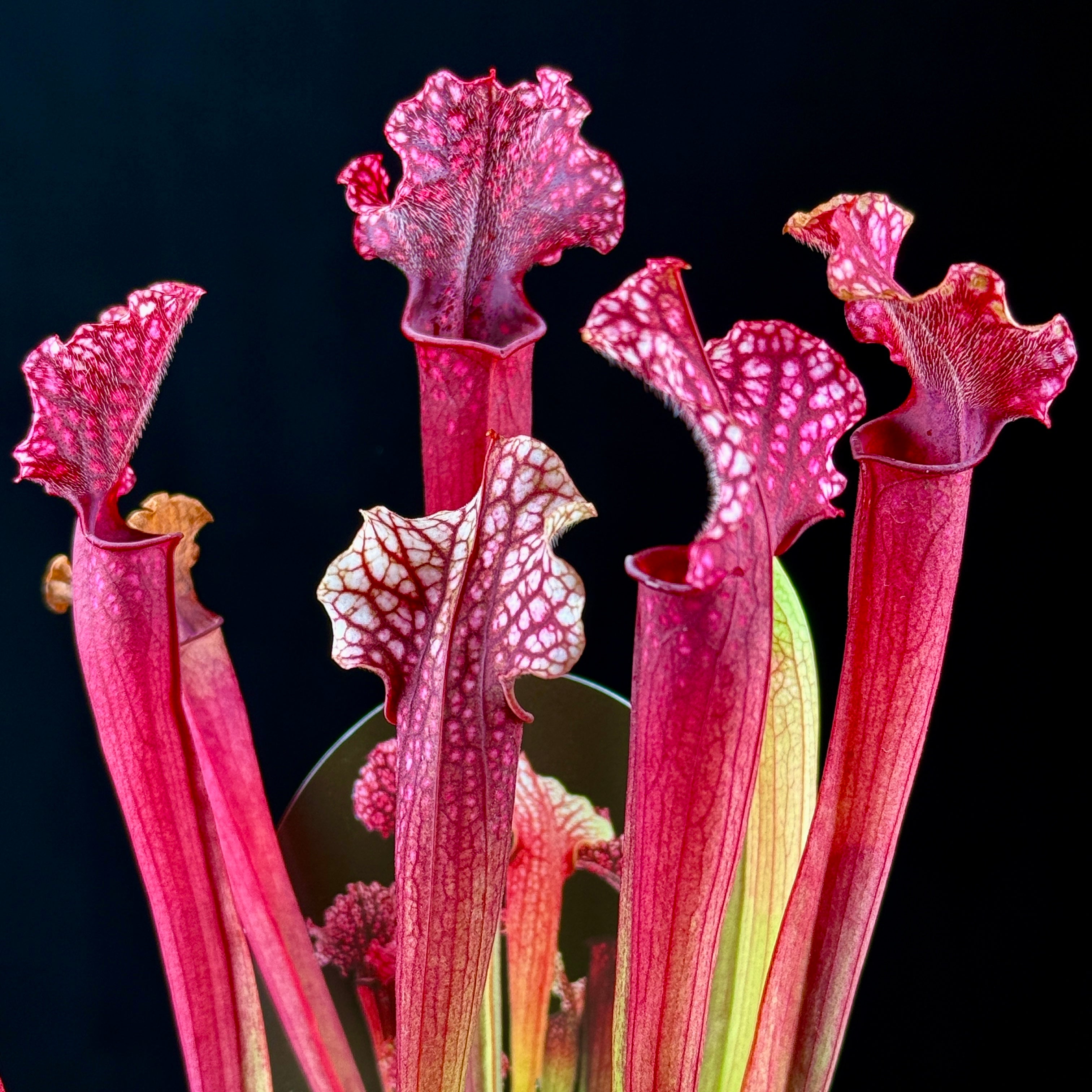 Sarracenia Judith Hindle | Red Pitcher Plant (70mm) | Collectors Online
