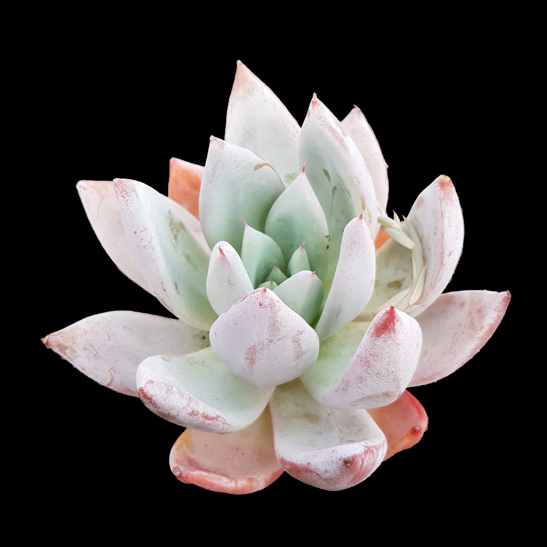 Echeveria 'Mexican Giant' – Collectors Online