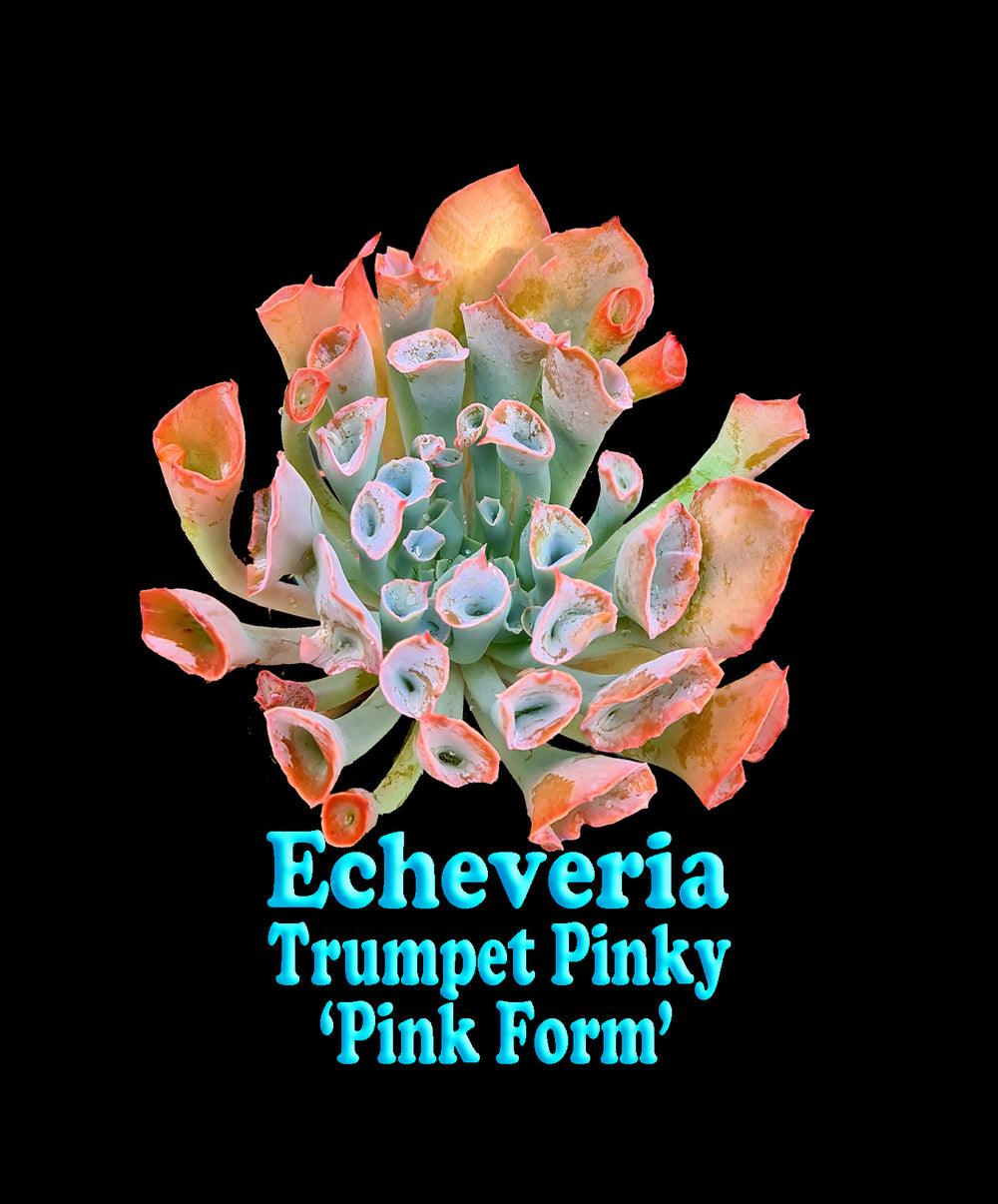 Echeveria Trumpet Pinky - Pink Form – Collectors Online