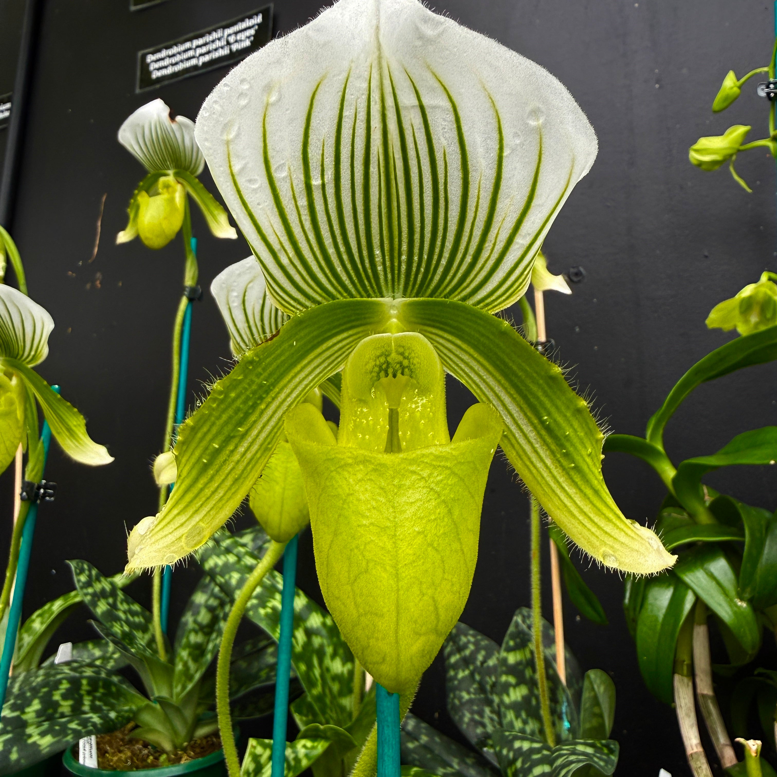 Paphiopedilum Hsinying Citron 'Account' – Collectors Online