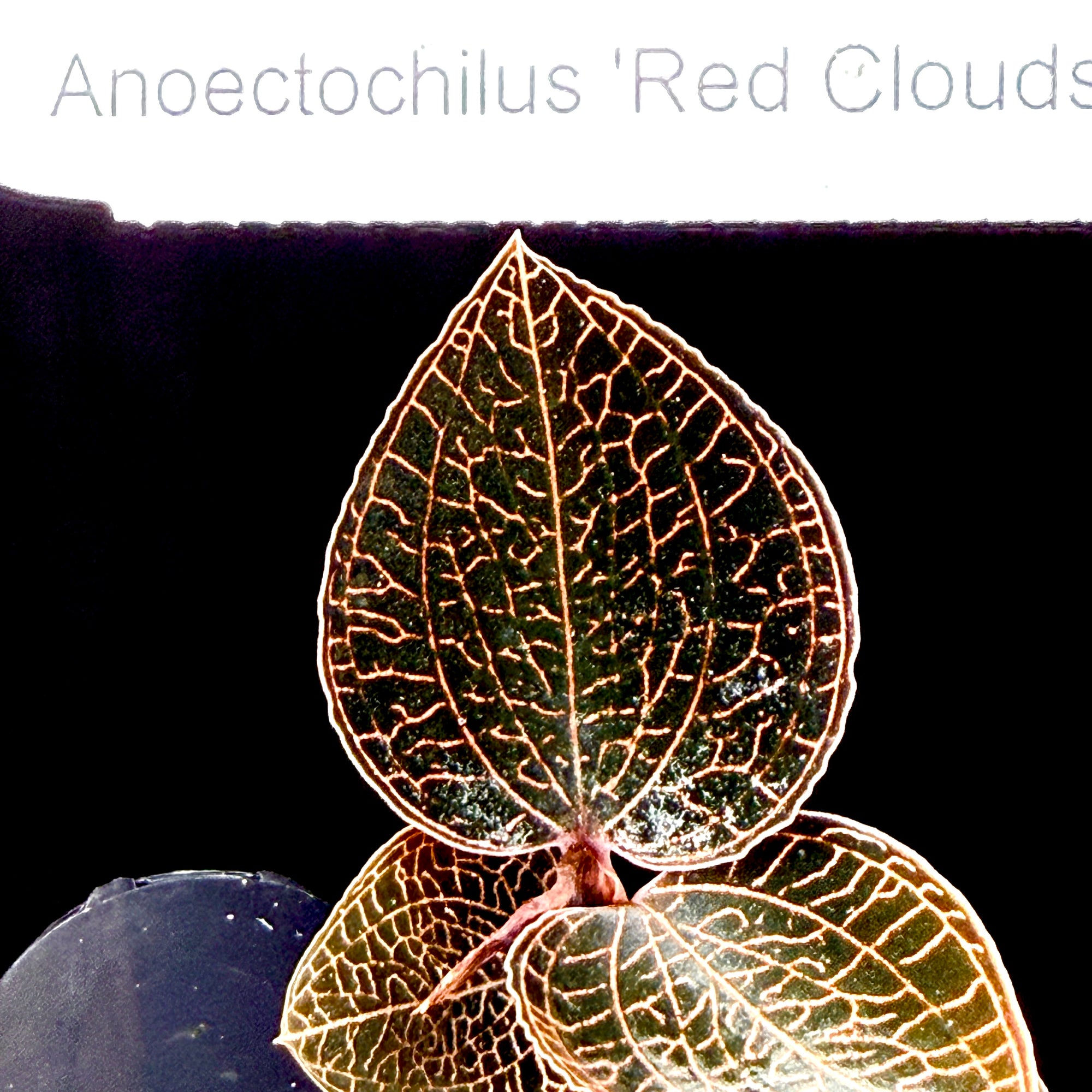 Anoectochilus ‘Red Clouds’ | Jewel Orchid – Collectors Online
