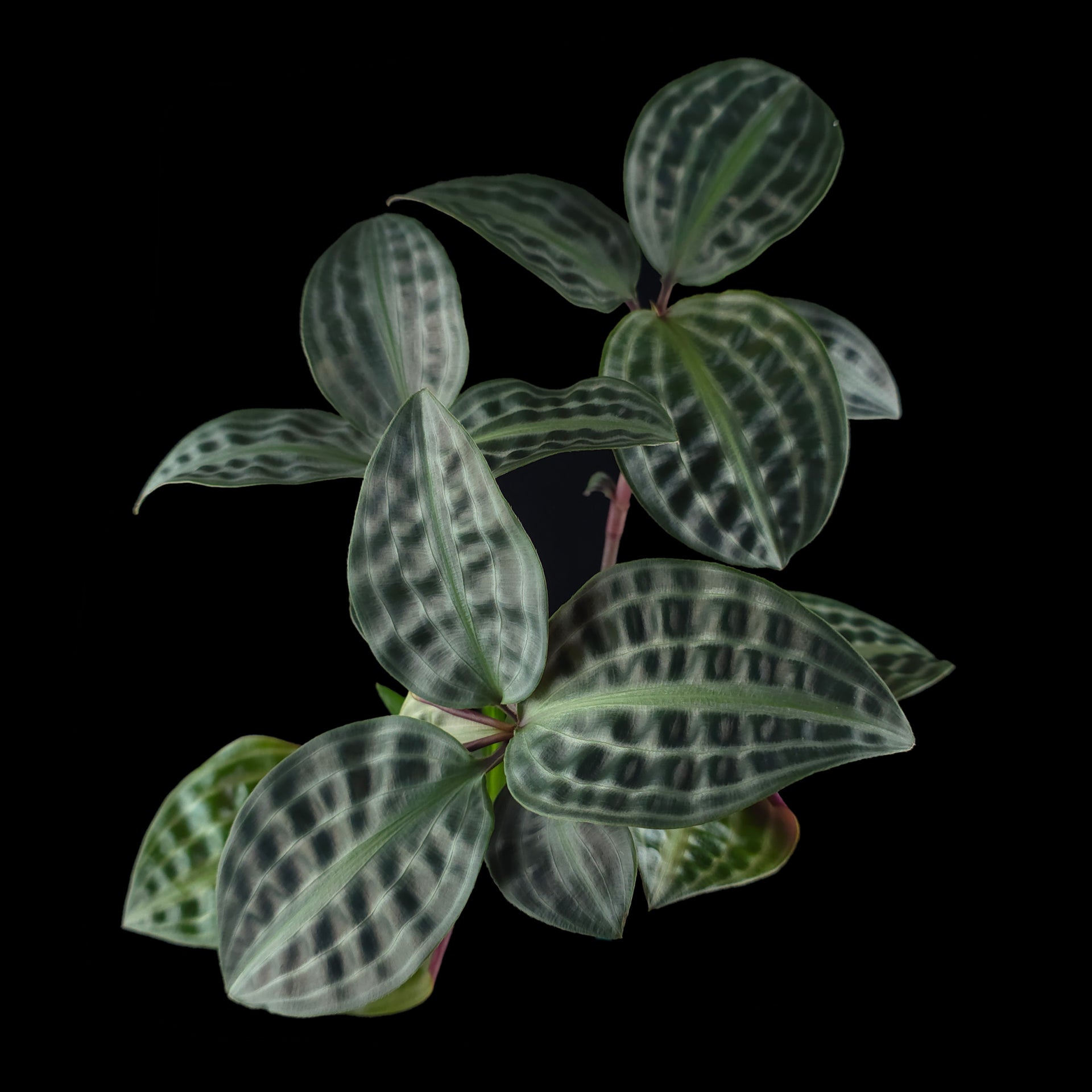 Geogenanthus poeppigii – Collectors Online