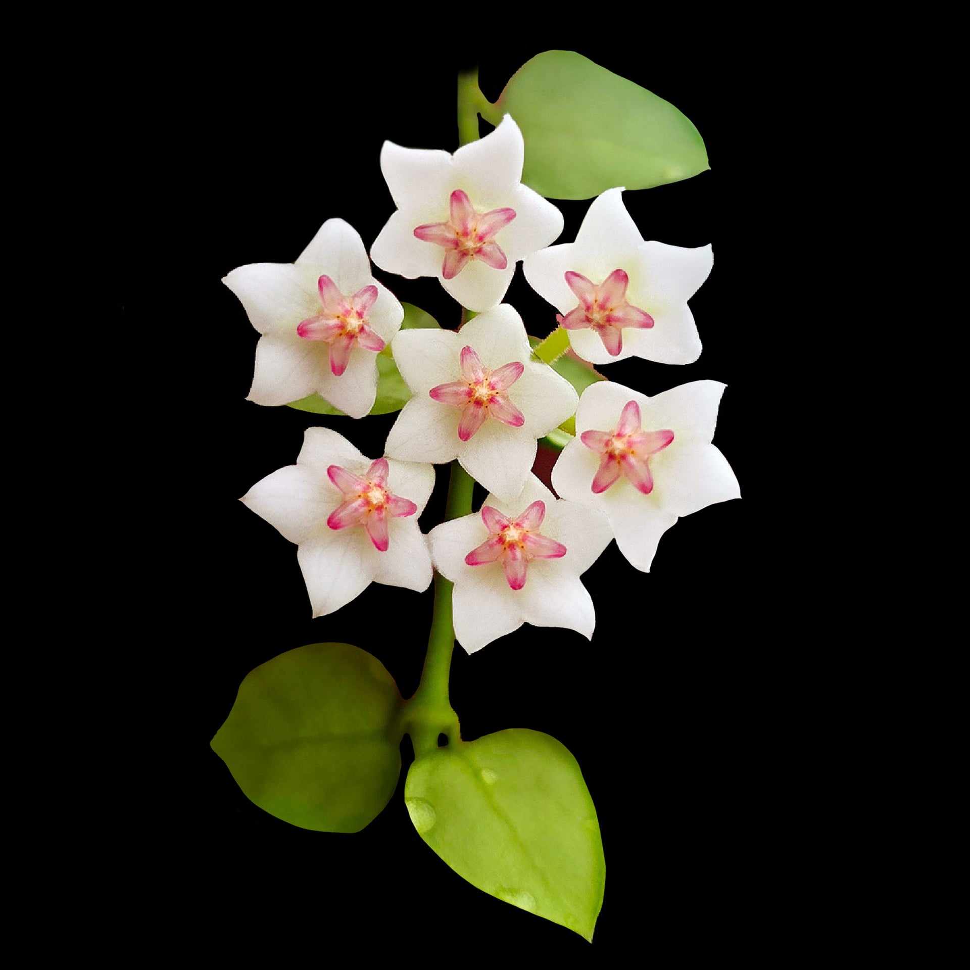 Hoya chinghungensis (WA Prohibited) – Collectors Online