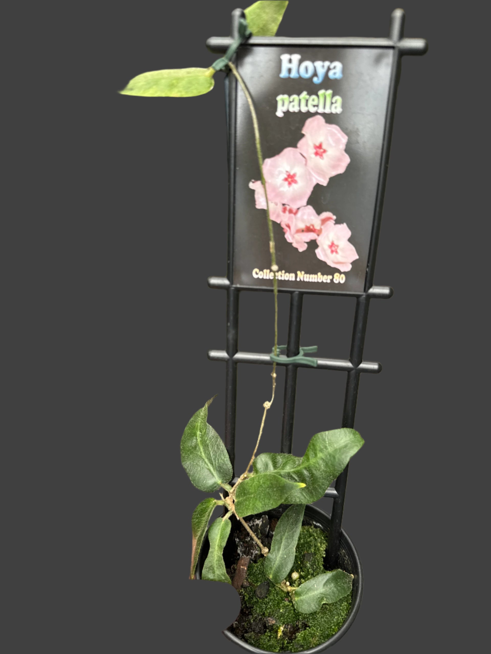 Hoya patella – Rare Large Pink Shell-Shaped Flowers | Collectors Online