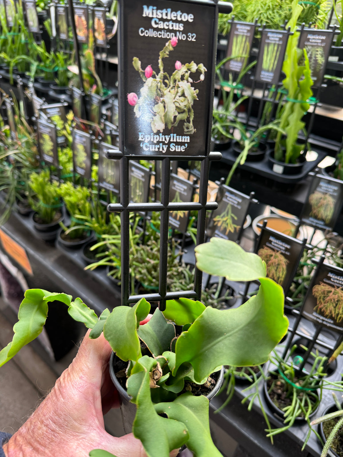 Epiphyllum guatemalense var. monstrose 'Curly Sue' - Curly Orchid Cact ...