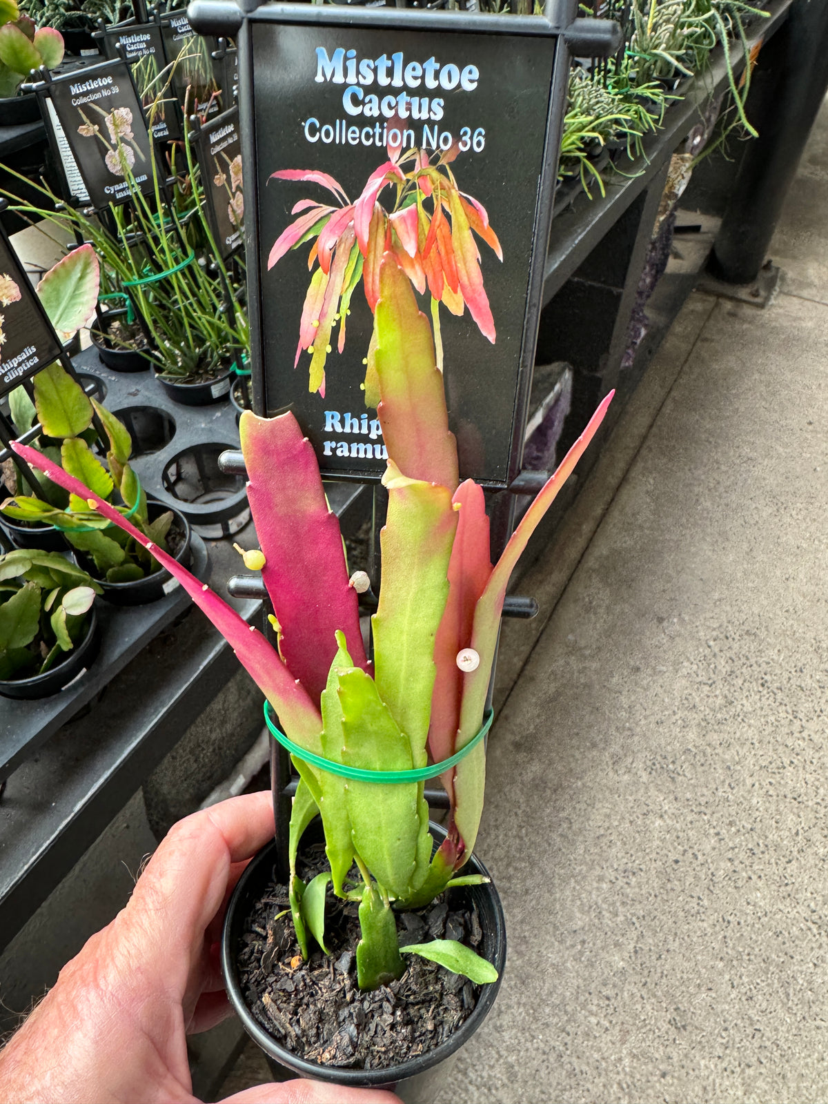 Kimnachia ramulosa (syn. Pseudorhipsalis) - Mistletoe Cactus ...