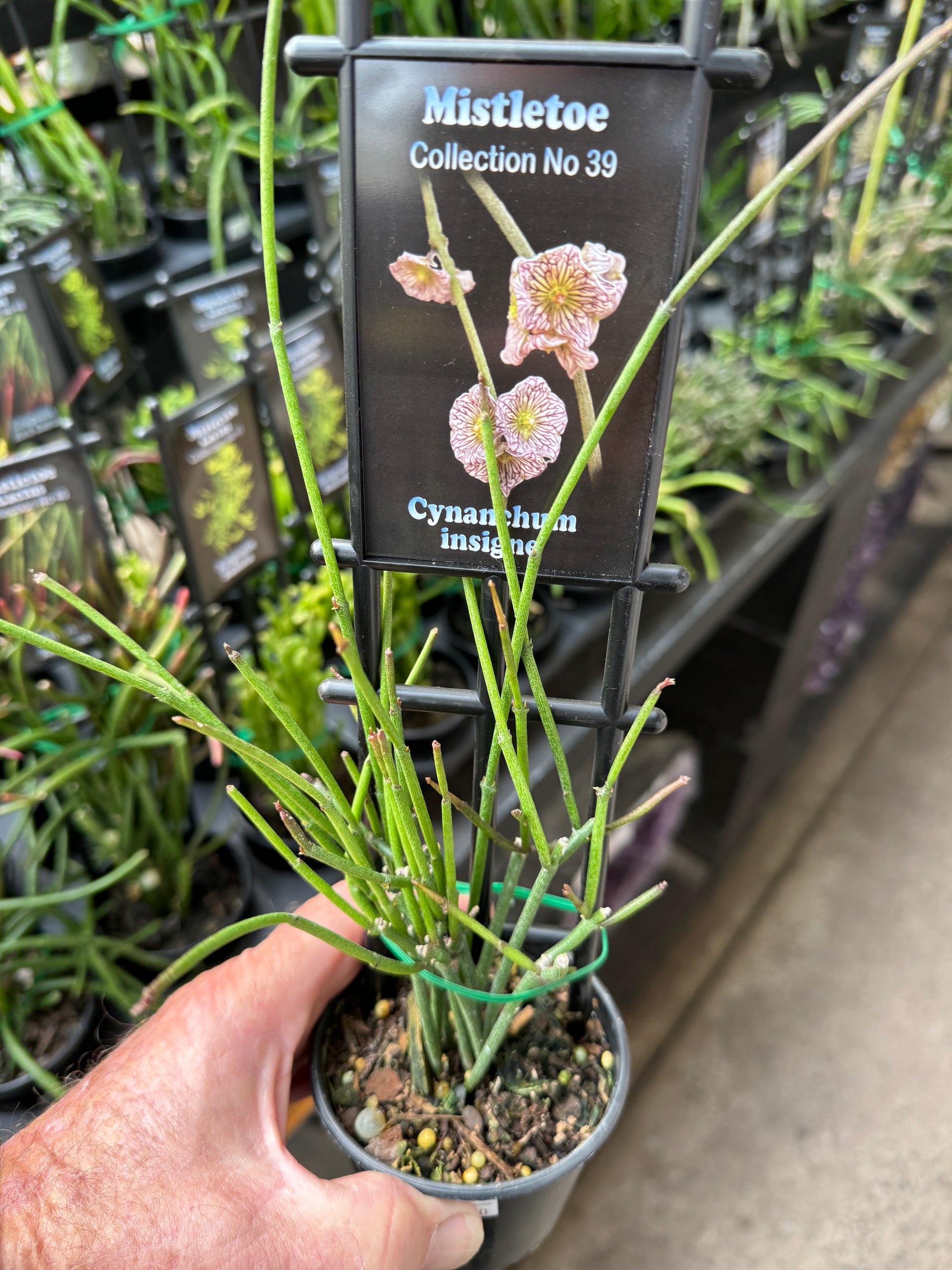 Cynanchum insigne – Collectors Online