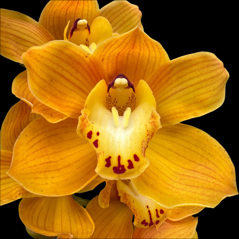 Cymbidiums For Sale Australia | Collectors Online