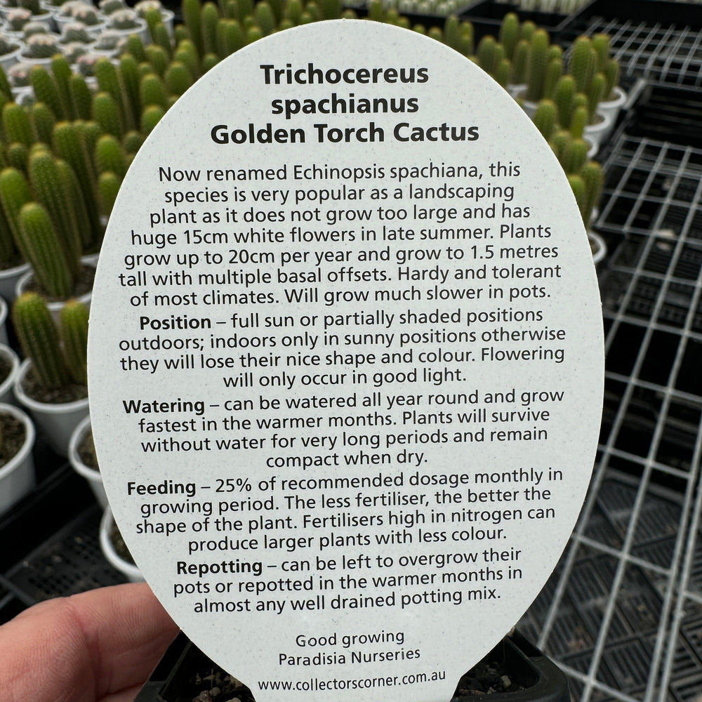 Soehrensia spachiana (Syn. Trichocereus) – Golden Torch Cactus (WA Pro ...