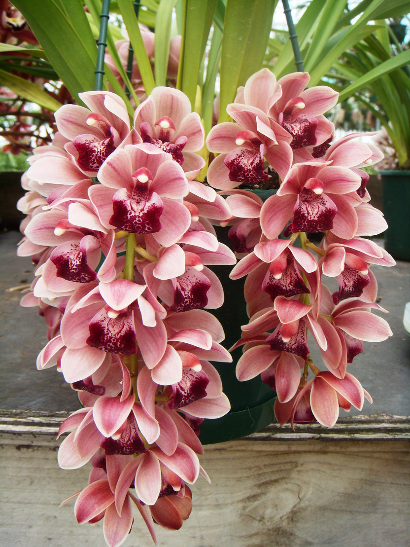 Cymbidiums For Sale Australia | Collectors Online