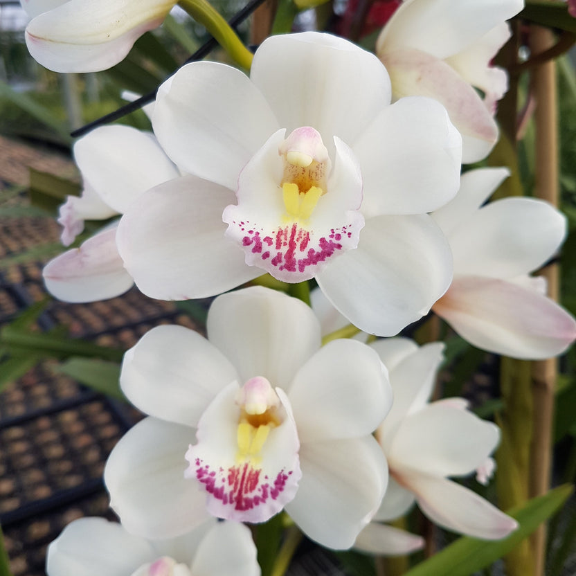 Cymbidiums For Sale Australia | Collectors Online
