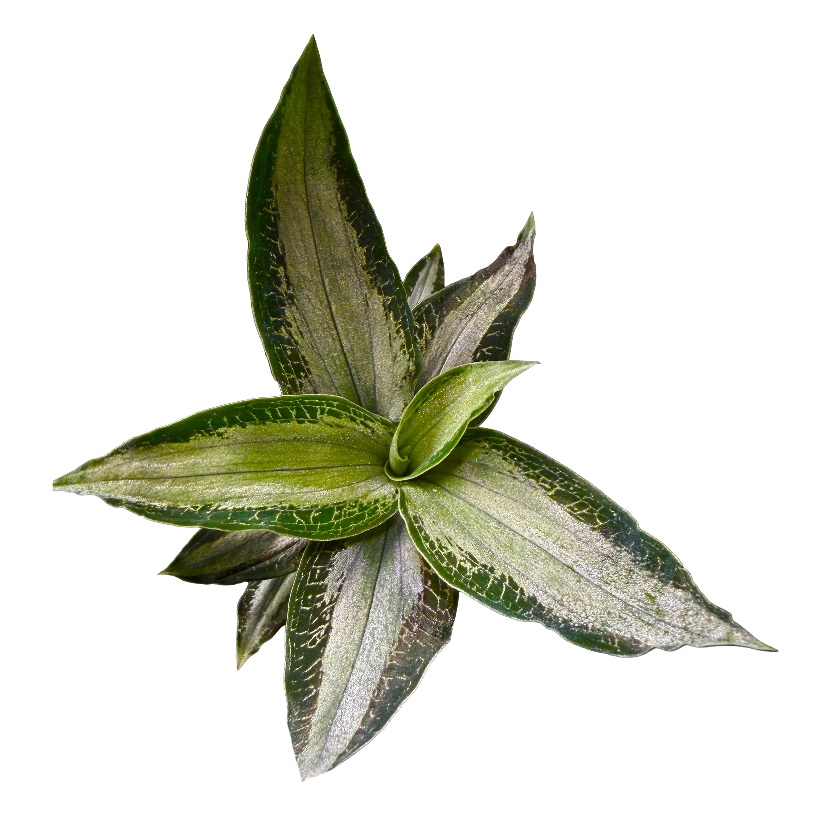 Microchilus argenteus (Aspidogyne argentea) | Jewel Orchid – Collectors ...