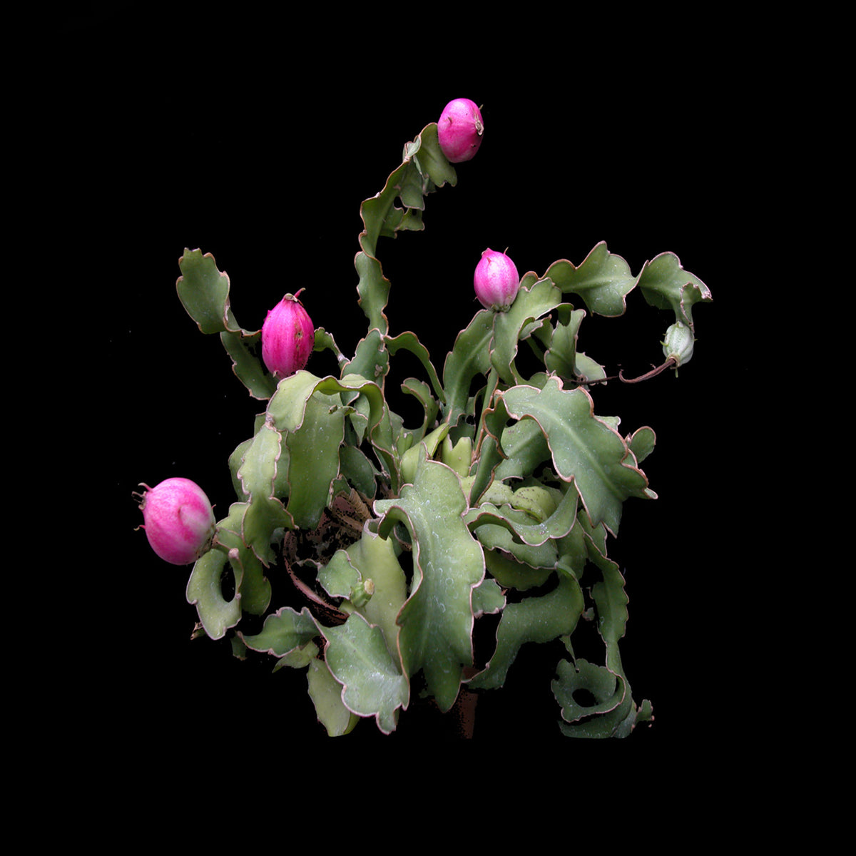 Epiphyllum guatemalense var. monstrose 'Curly Sue' - Curly Orchid Cact ...