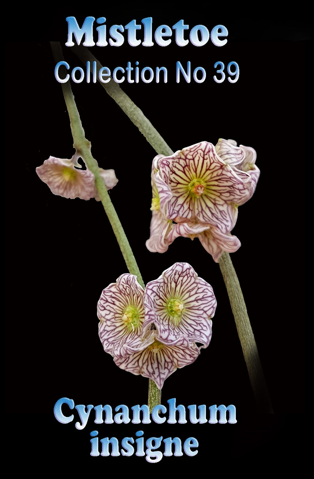 Cynanchum insigne – Collectors Online