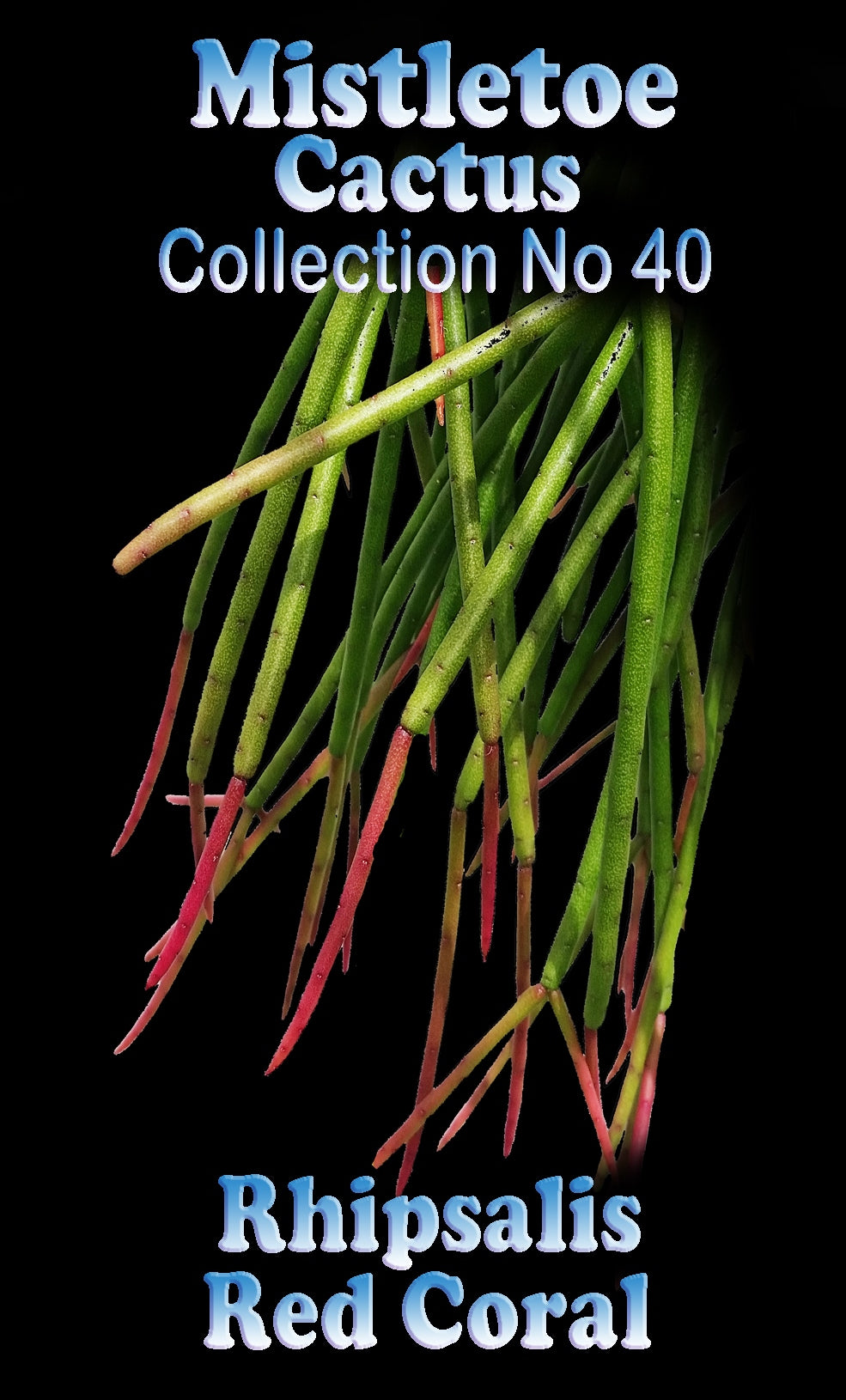 Rhipsalis baccifera 'Red Coral' – Mistletoe Cactus – Collectors Online