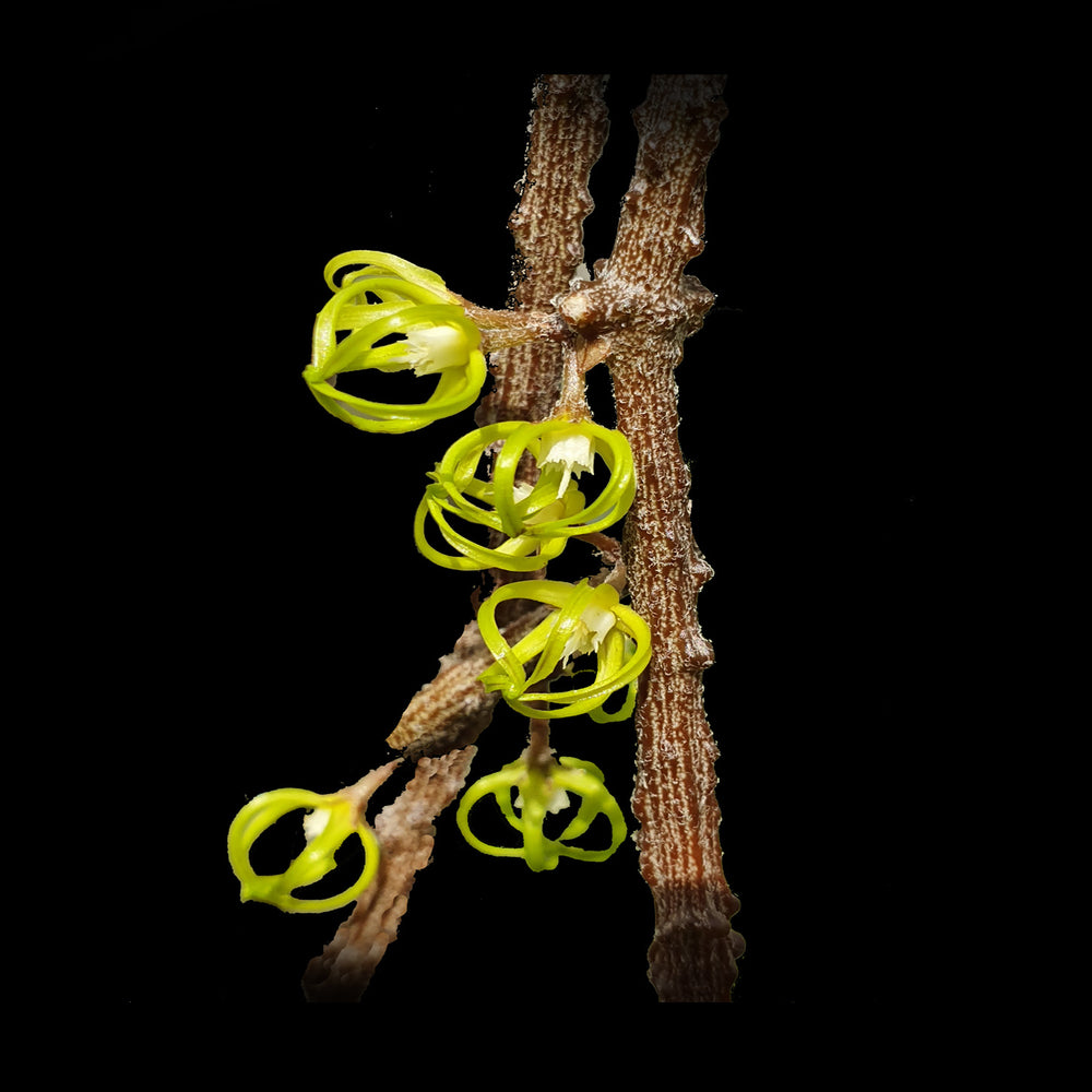 Buy Rare Succulents Online Australia – Collectors Online