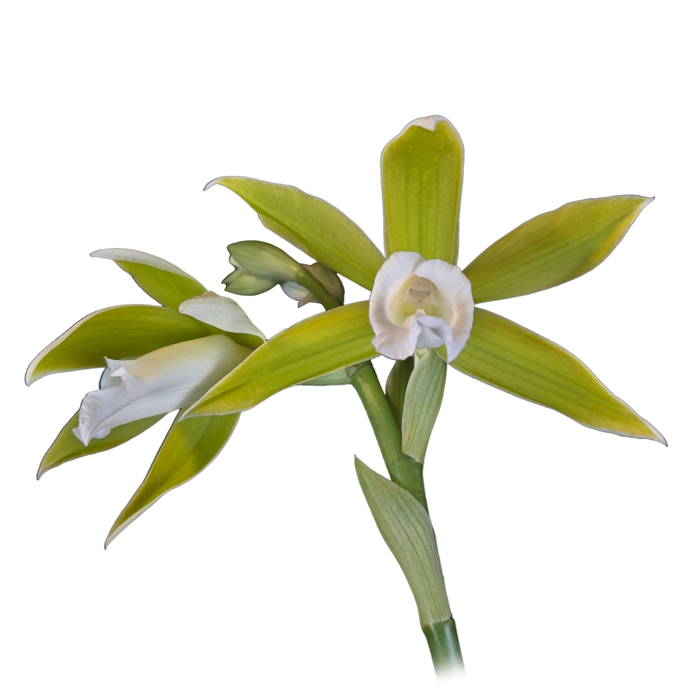 Phaius tankervilleae var. bernaysii – Australian Swamp Orchid ...