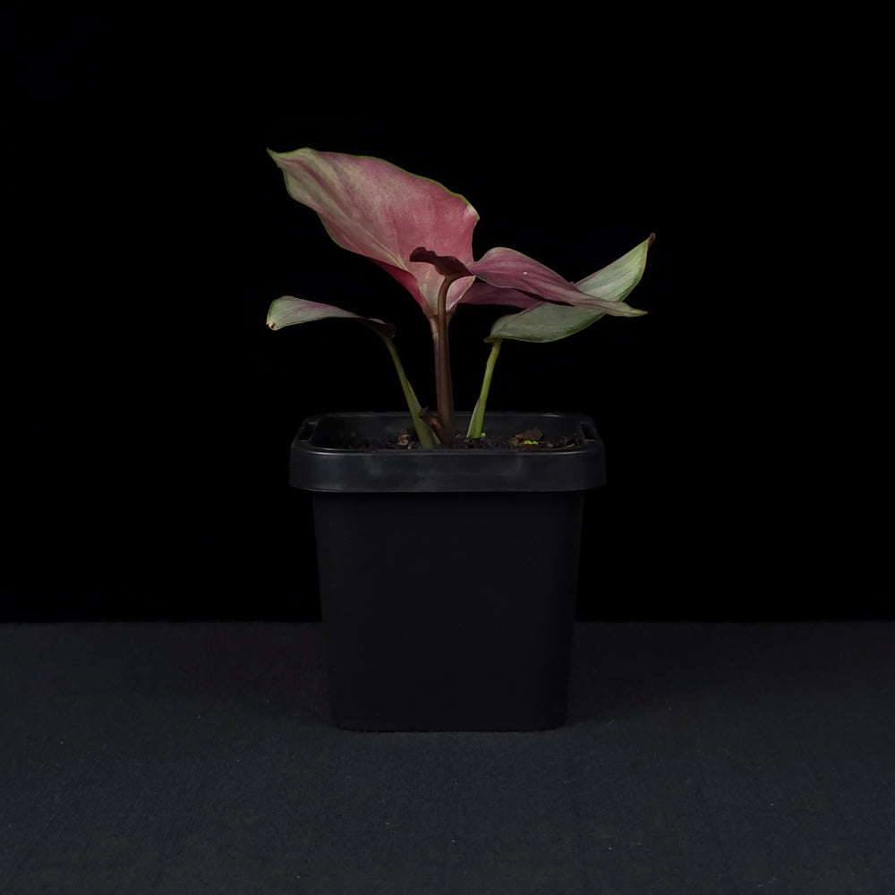 Calathea roseopicta 'Silver Plate' (syn. Geoppertia) – Collectors Online