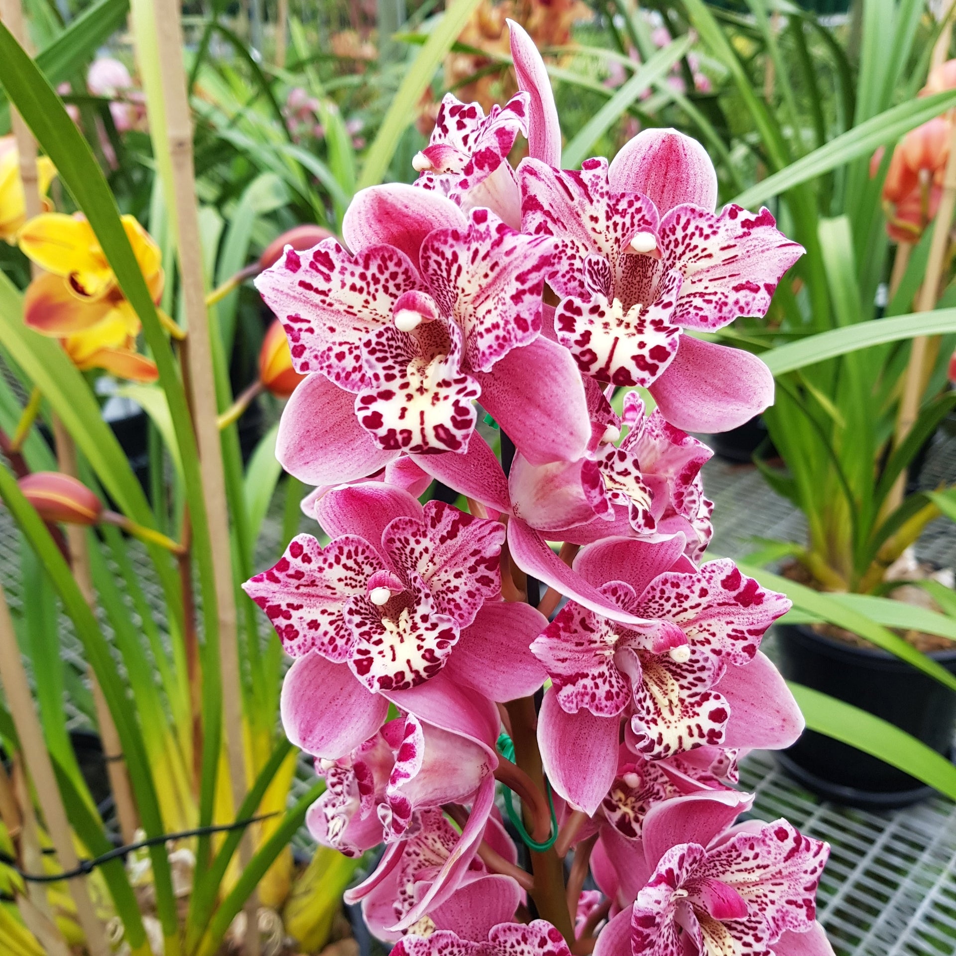 Cymbidiums For Sale Australia | Collectors Online