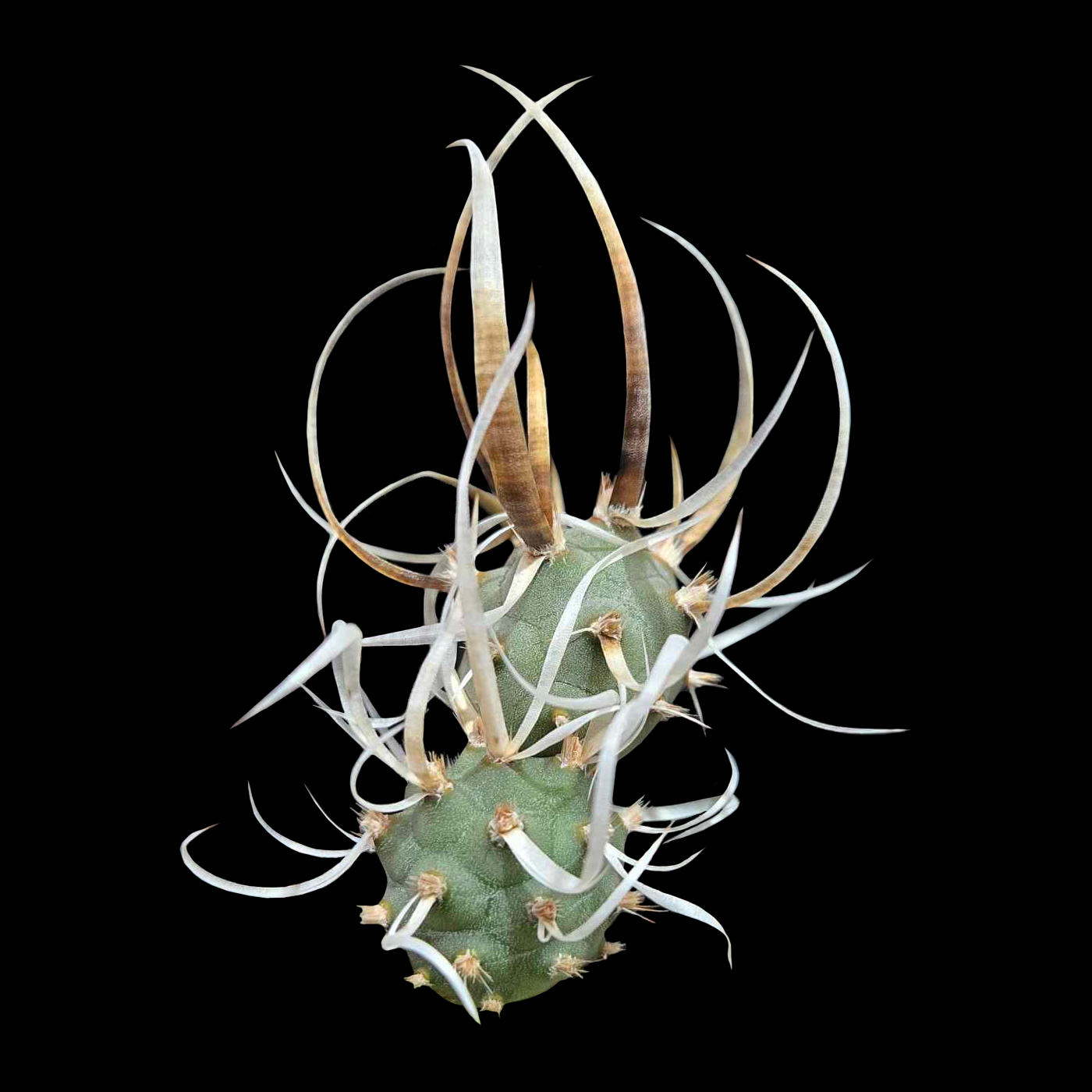 Tephrocactus articulatus var. papyracanthus (Dwarf) (WA & SA Prohibite ...