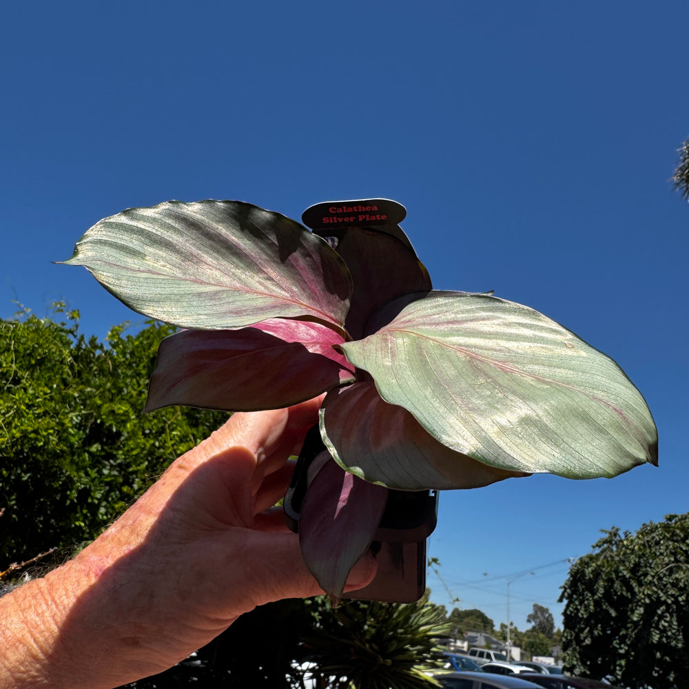Calathea roseopicta 'Silver Plate' (syn. Geoppertia) – Collectors Online