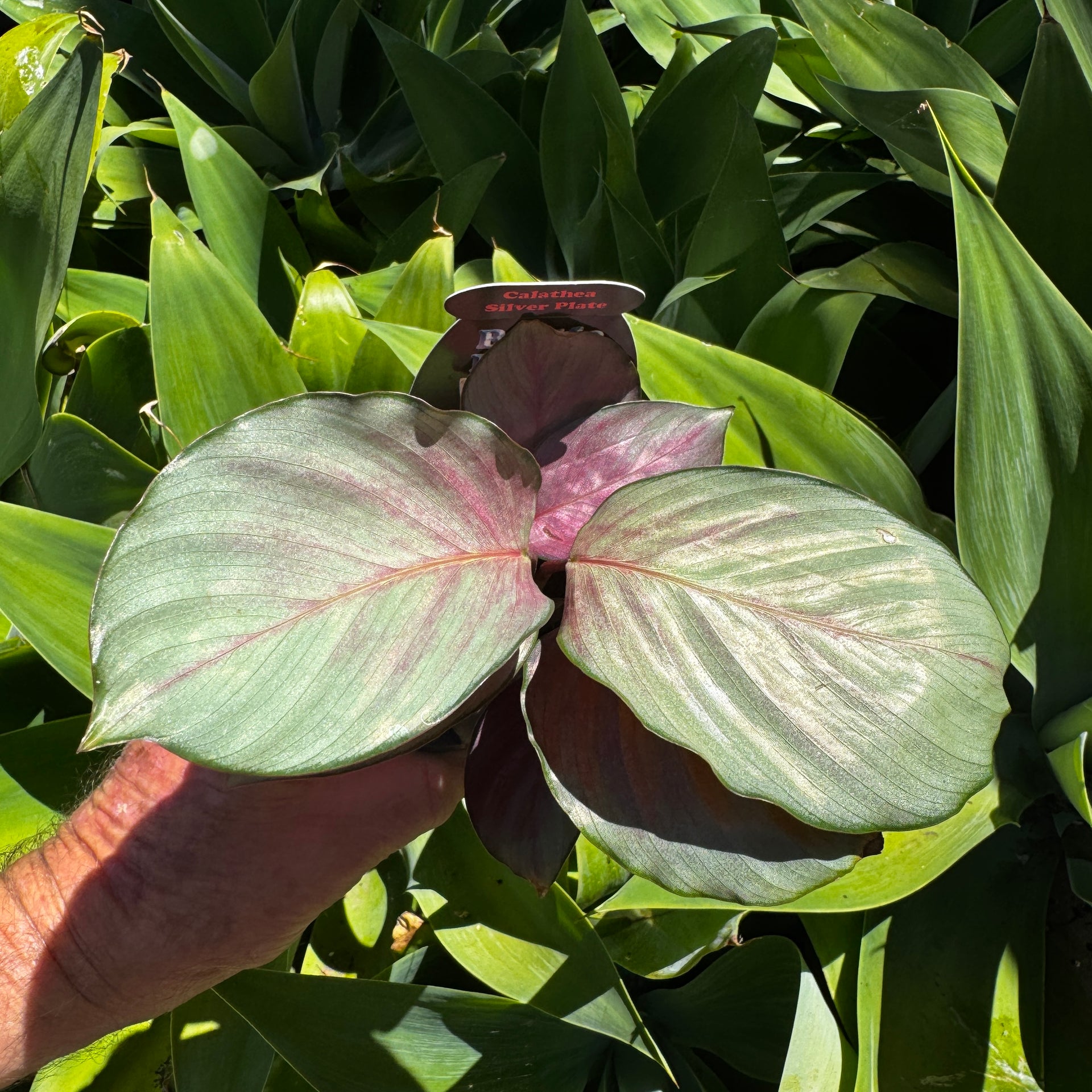 Calathea roseopicta ‘Silver Plate’ (syn. Geoppertia roseopicta ...
