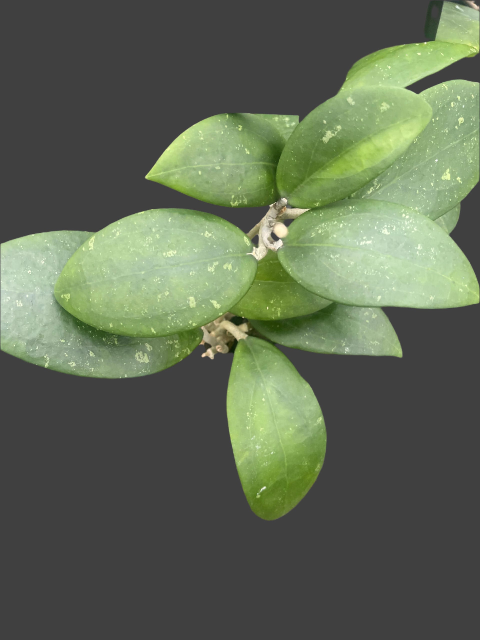 Hoya sp. Hat Som Paen – Rare white & pink flowering Hoya (WA Prohibited ...