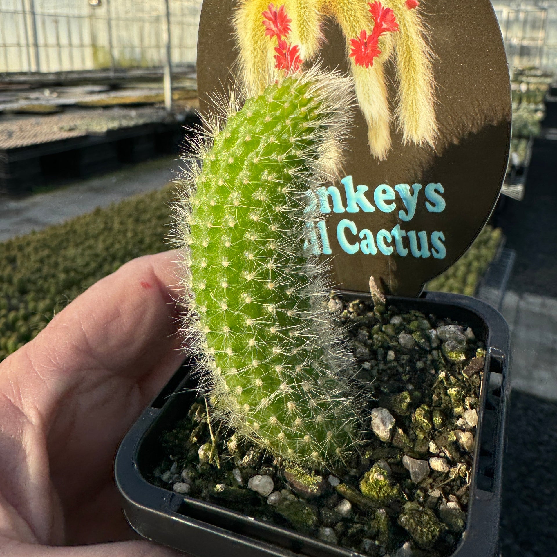 Buy Rare Succulents Online Australia – Collectors Online