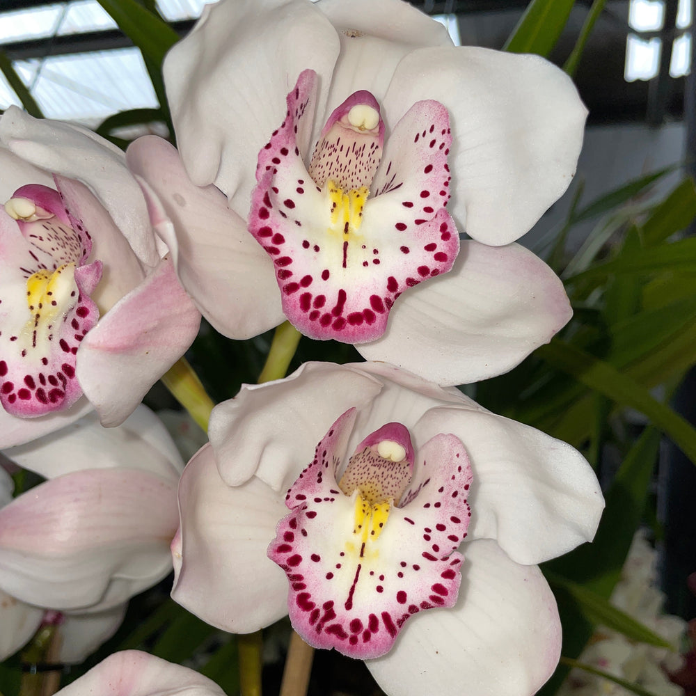 Cymbidiums For Sale Australia | Collectors Online