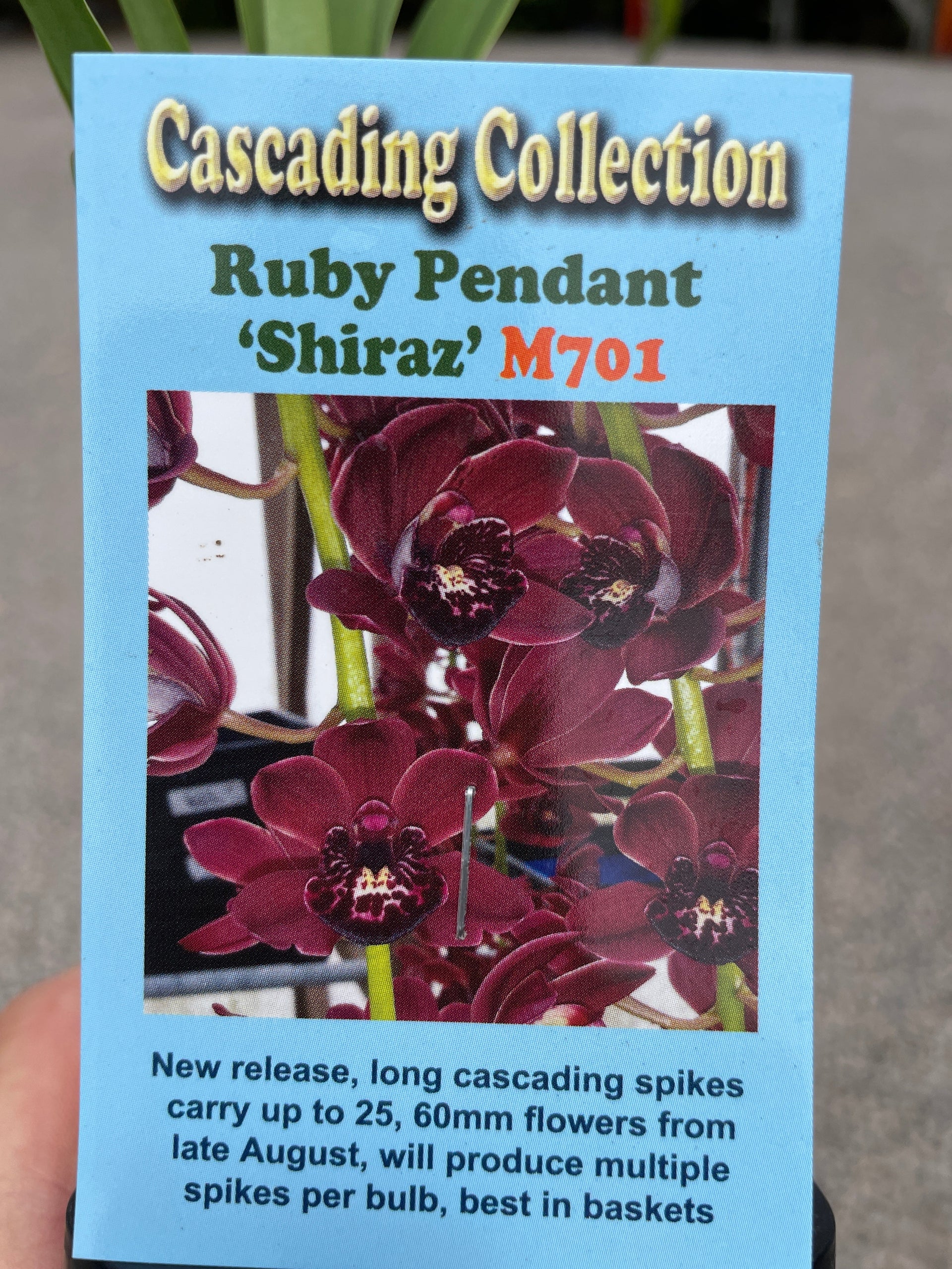 Cymbidium Ruby Pendant 'Shiraz' – Collectors Online