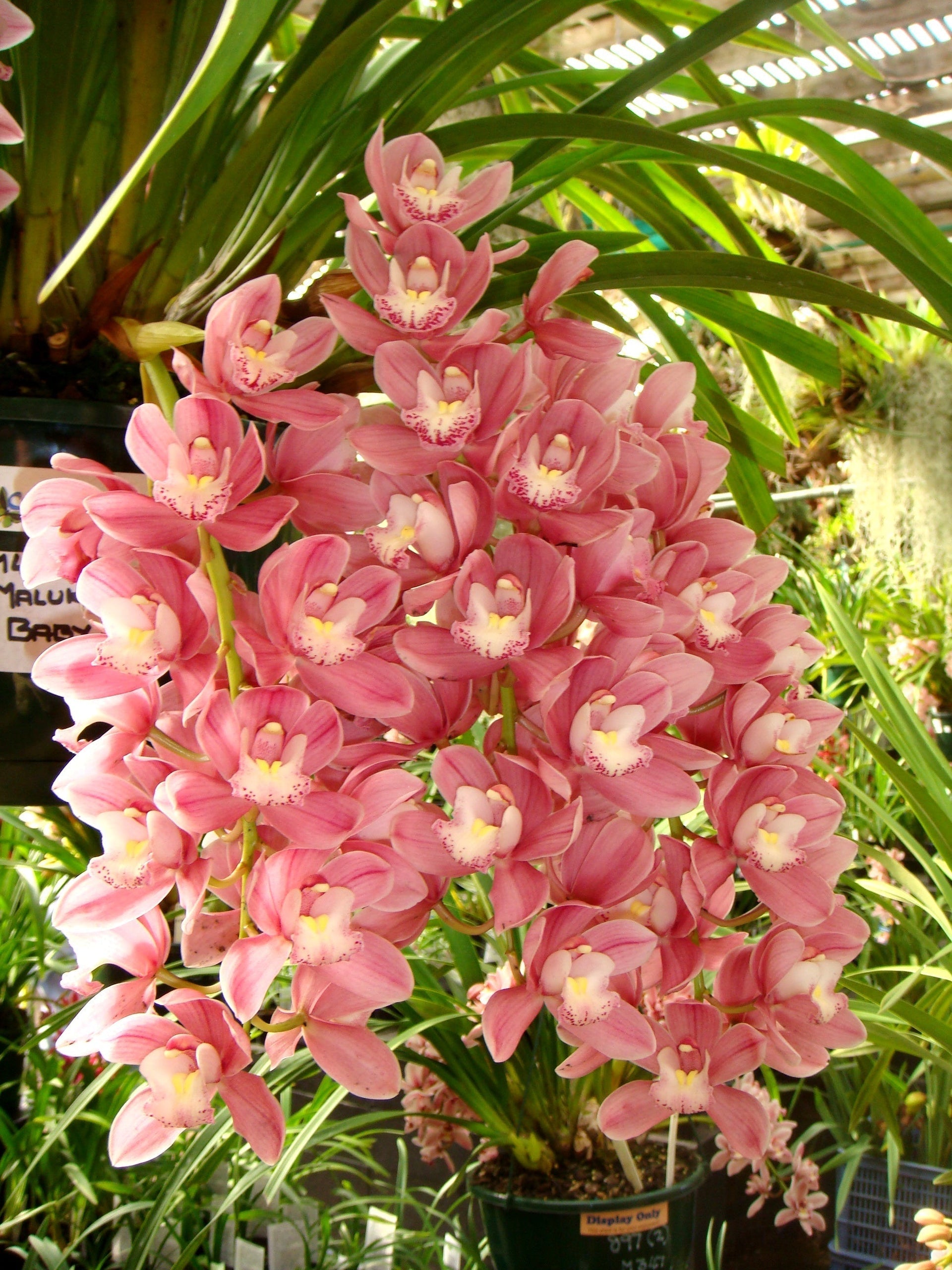 Cymbidiums For Sale Australia | Collectors Online