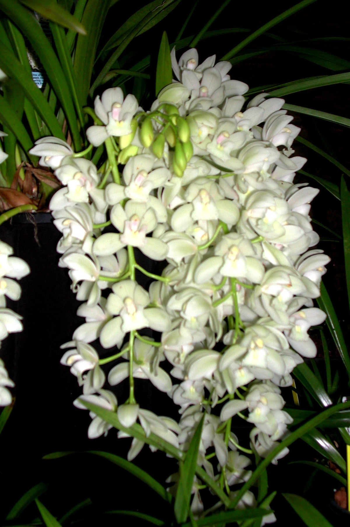 Cymbidium Sarah Jean 'Ice Cascade' – Collectors Online